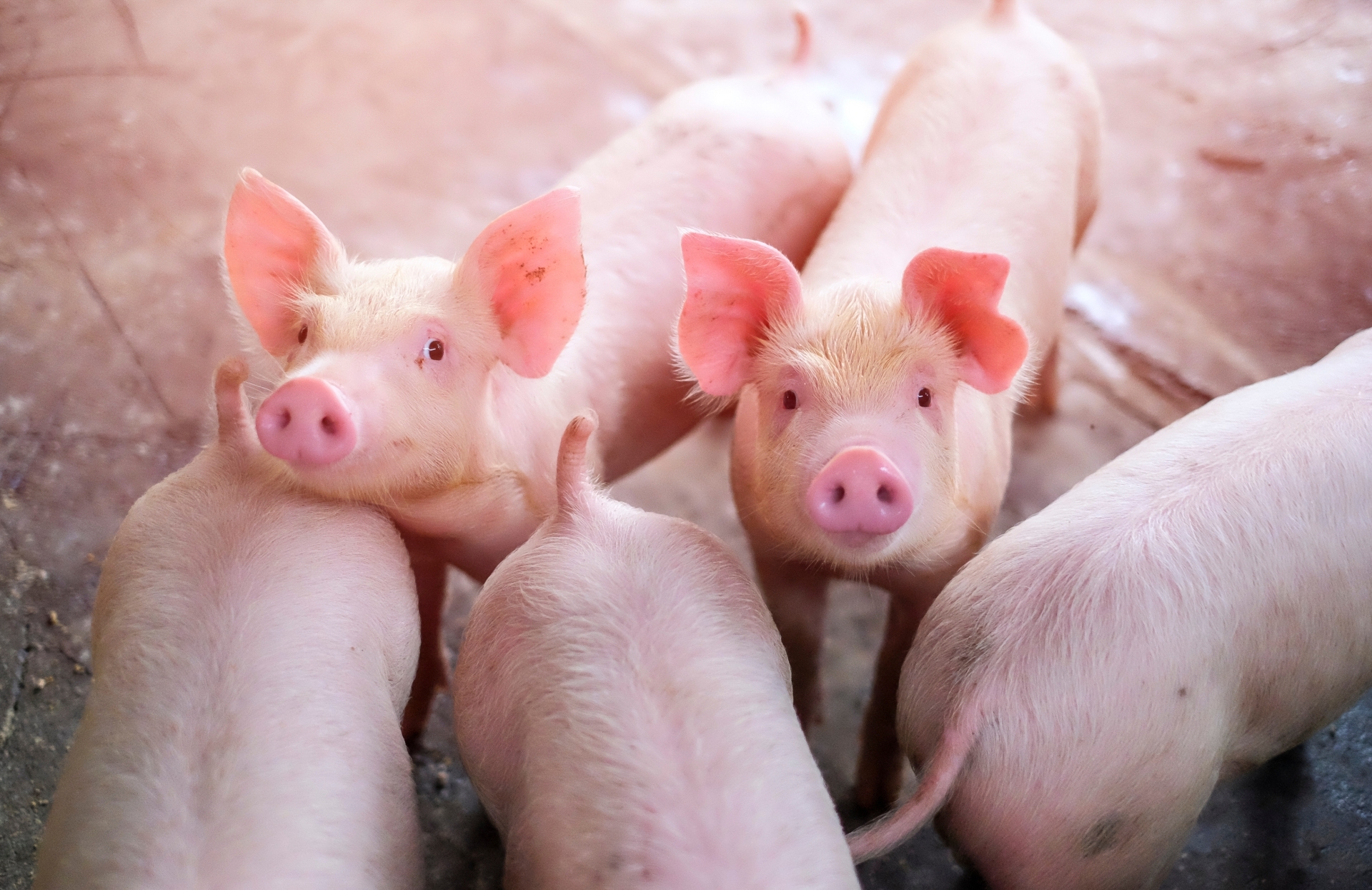 APHIS Reopens Comment Period for Proposed Rule to Establish U.S. Swine ... APHIS Reopens Comment Period for Proposed Rule to Establish U.S. Swine ...